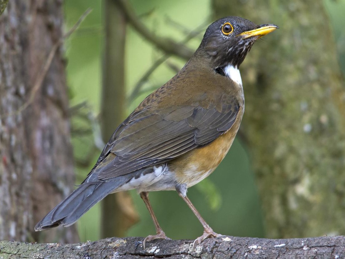 White-necked Thrush - eBird