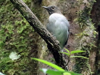 White-necked Thrush - eBird