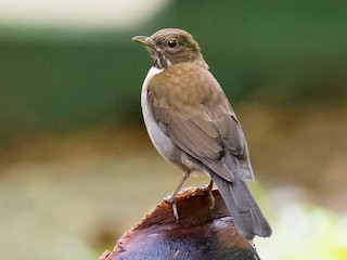 White-necked Thrush - eBird