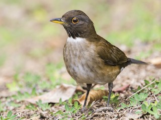 White-necked Thrush - eBird