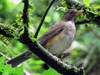 White-necked Thrush - eBird