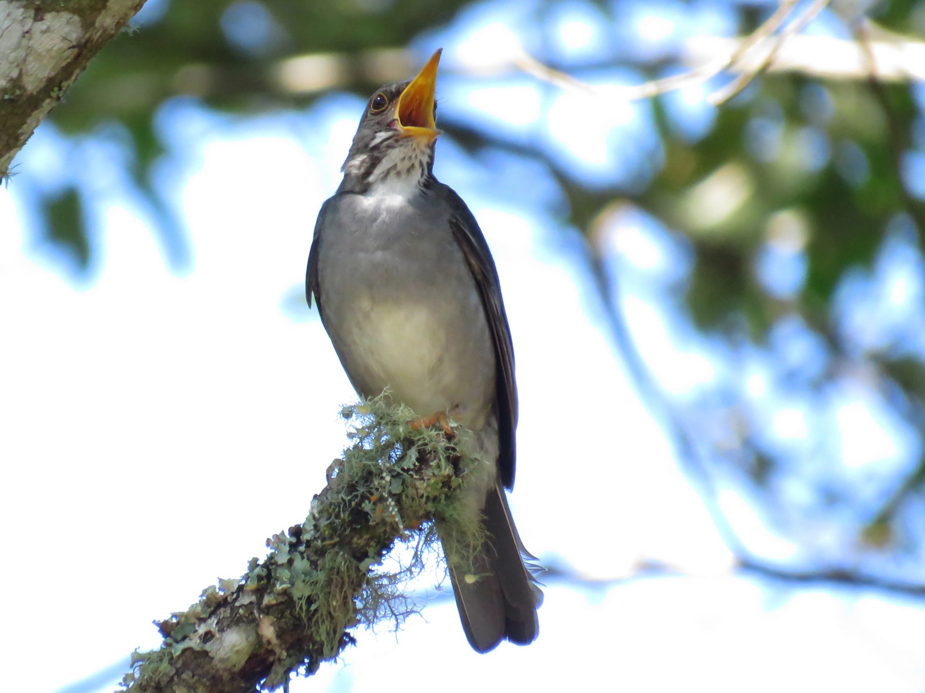 Blacksmith Thrush - eBird