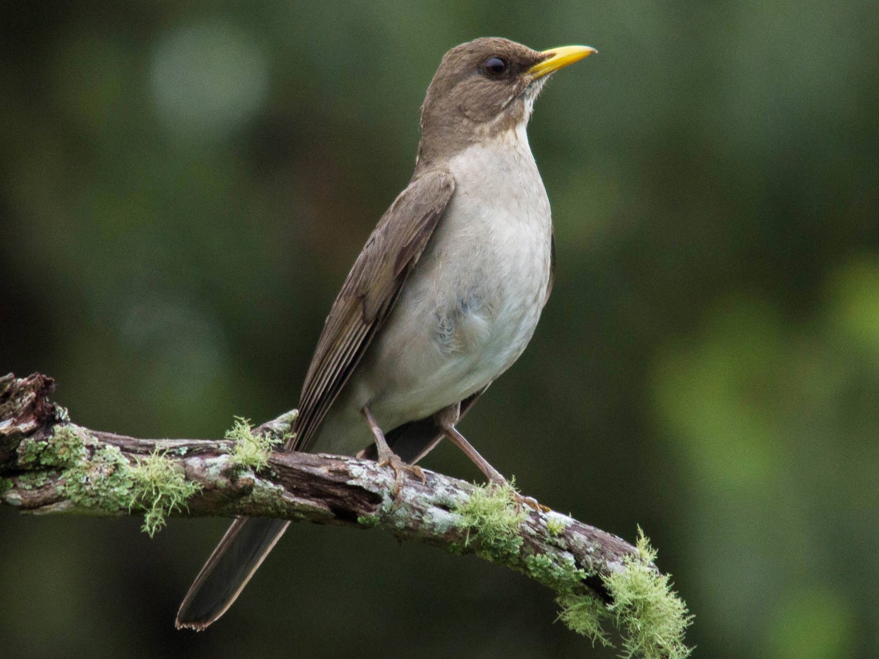 Creamy-bellied Thrush - eBird