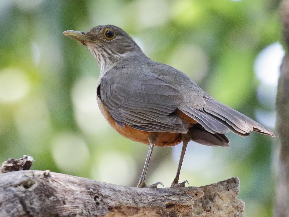 Rufous-bellied Thrush - eBird