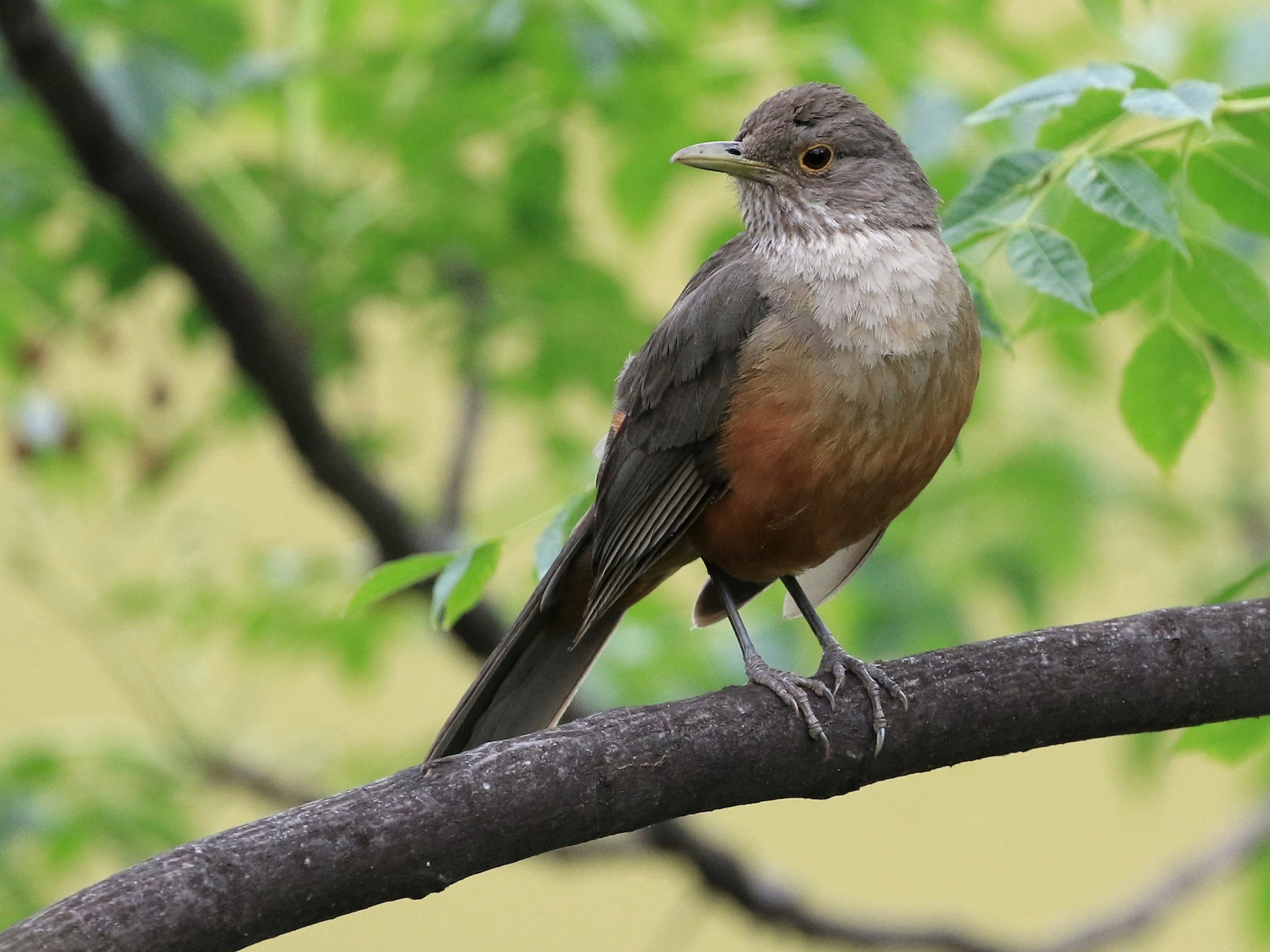 Rufous-bellied Thrush - eBird
