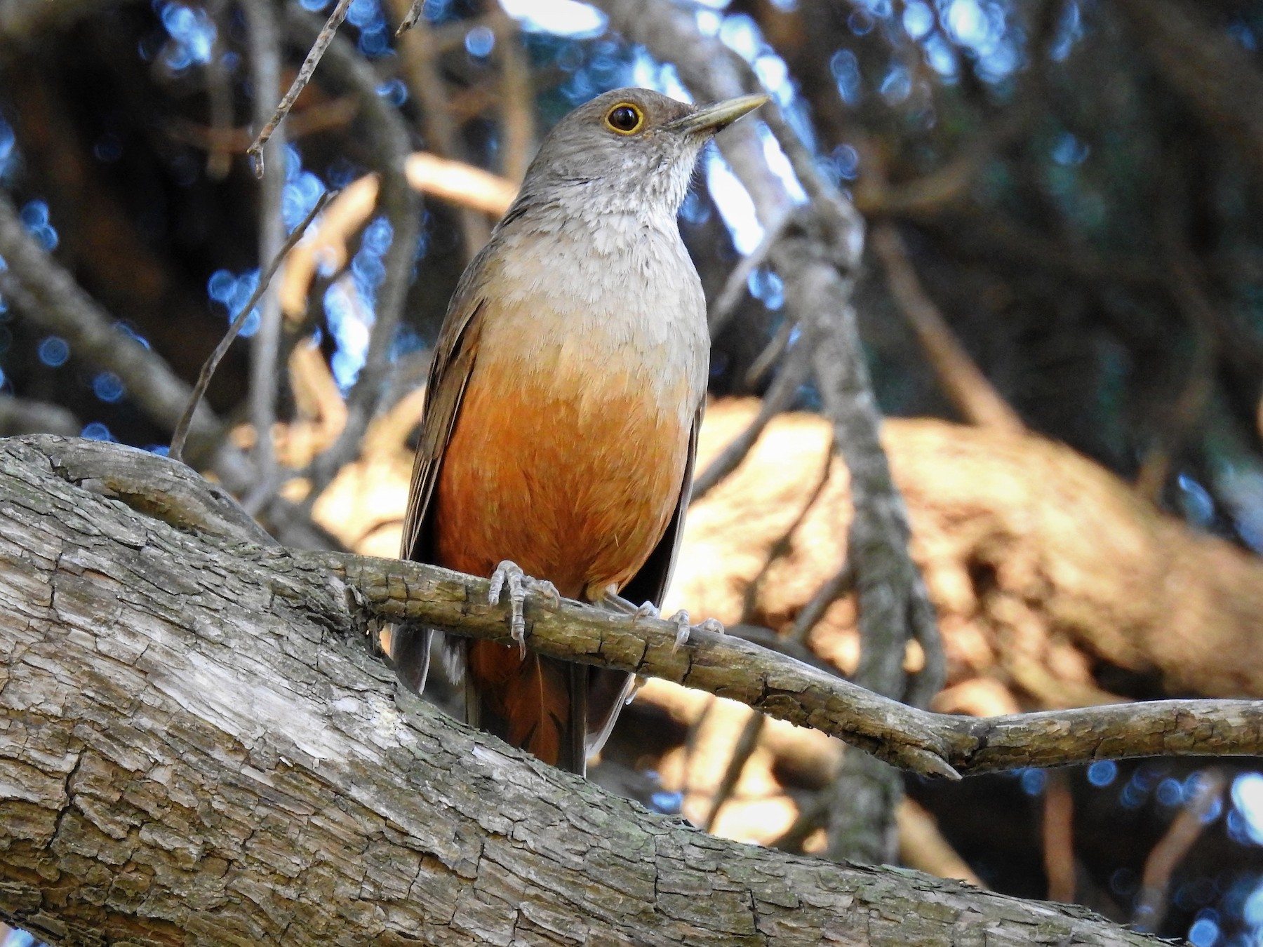sabiá-laranjeira - eBird
