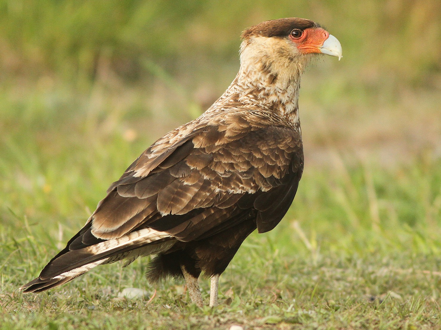 Caracara Carancho (sureño) - eBird