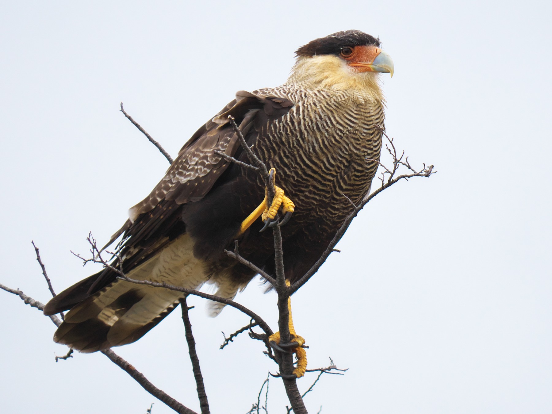 Caracara huppé - eBird
