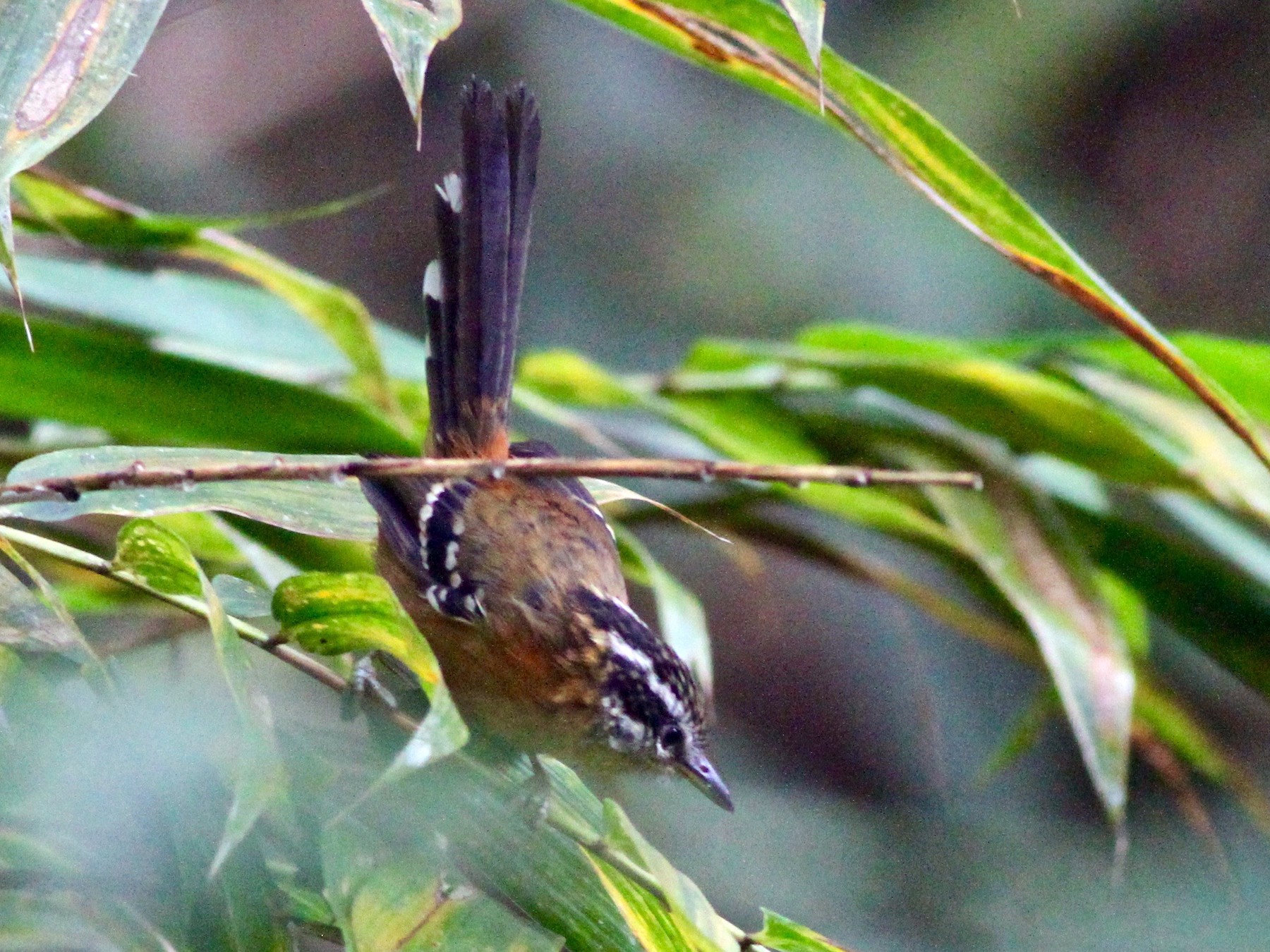Ferruginous Antbird - eBird