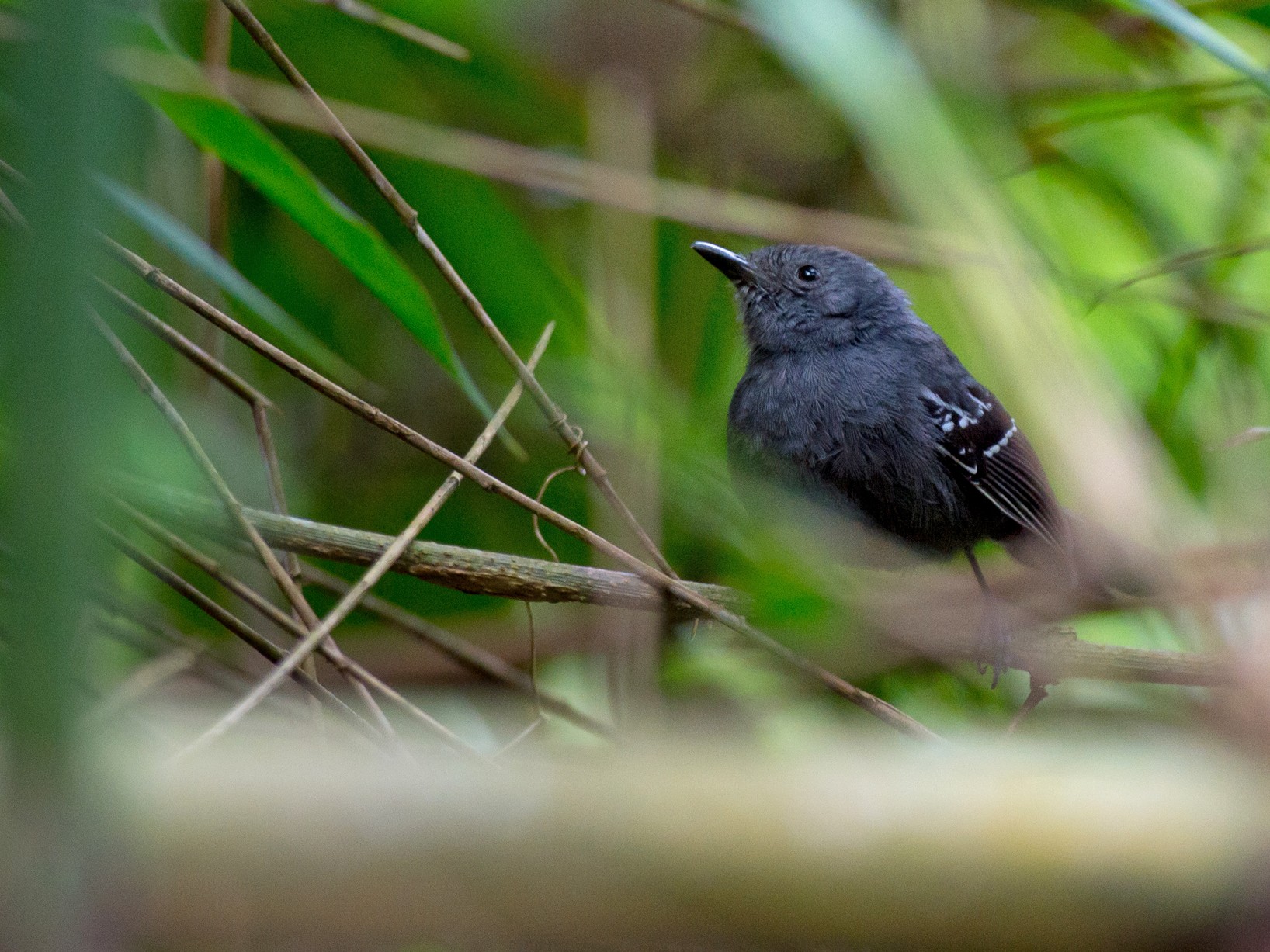 Rio de Janeiro Antbird - eBird