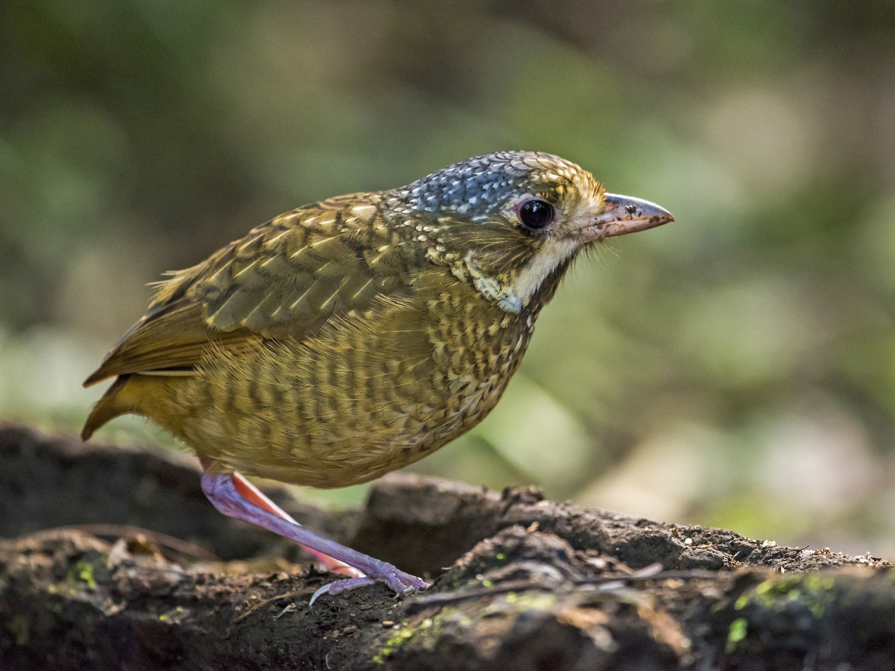 Variegated Antpitta - eBird
