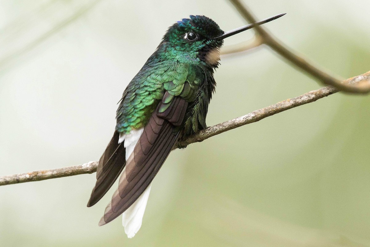 White-tailed Starfrontlet - Coeligena phalerata - Birds of the World