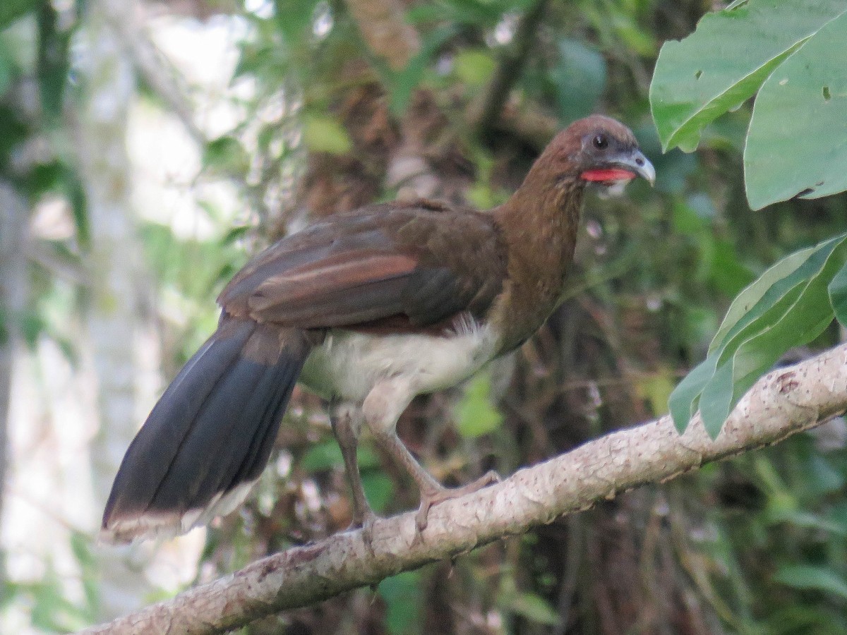 Chestnut-winged Chachalaca - Ortalis garrula - Birds of the World