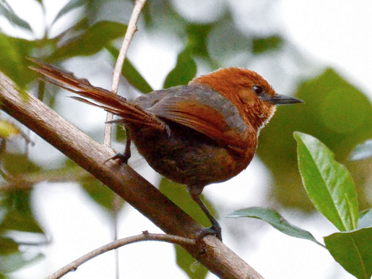Rusty-headed Spinetail - Synallaxis fuscorufa - Birds of the World