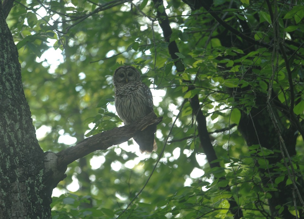 eBird Checklist - 19 May 2010 - Barred Owl tree - 1 species