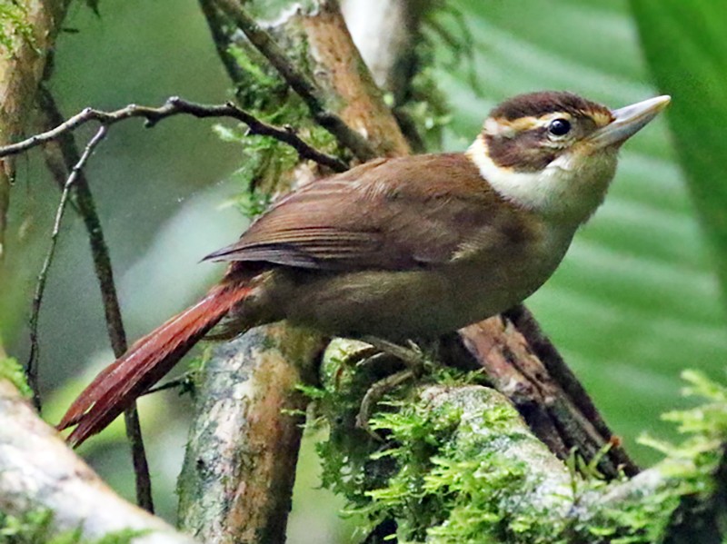 White-collared Foliage-gleaner - eBird