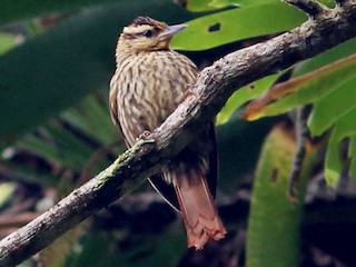 Pale-browed Treehunter - eBird