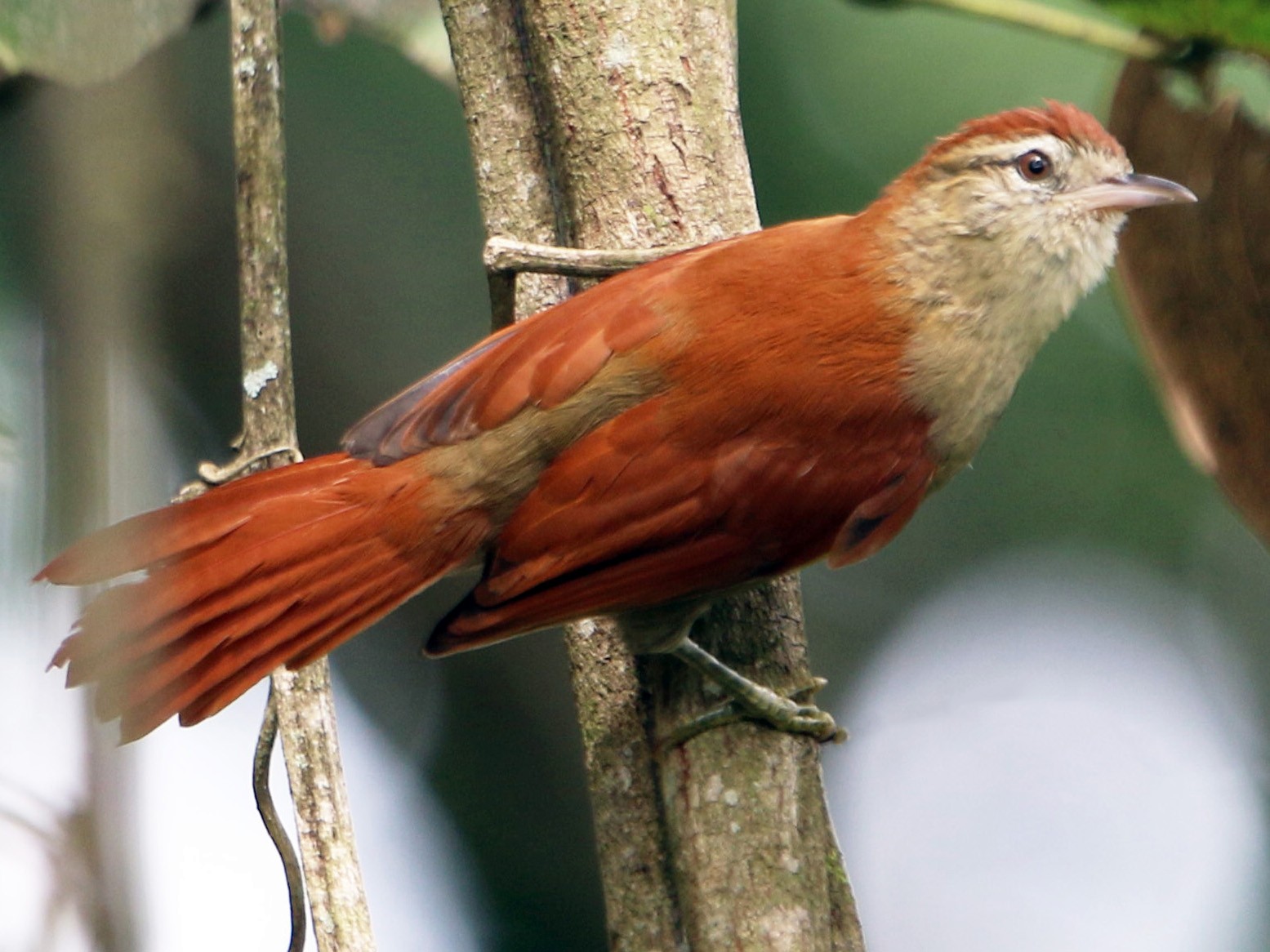 Rusty-backed Spinetail - eBird