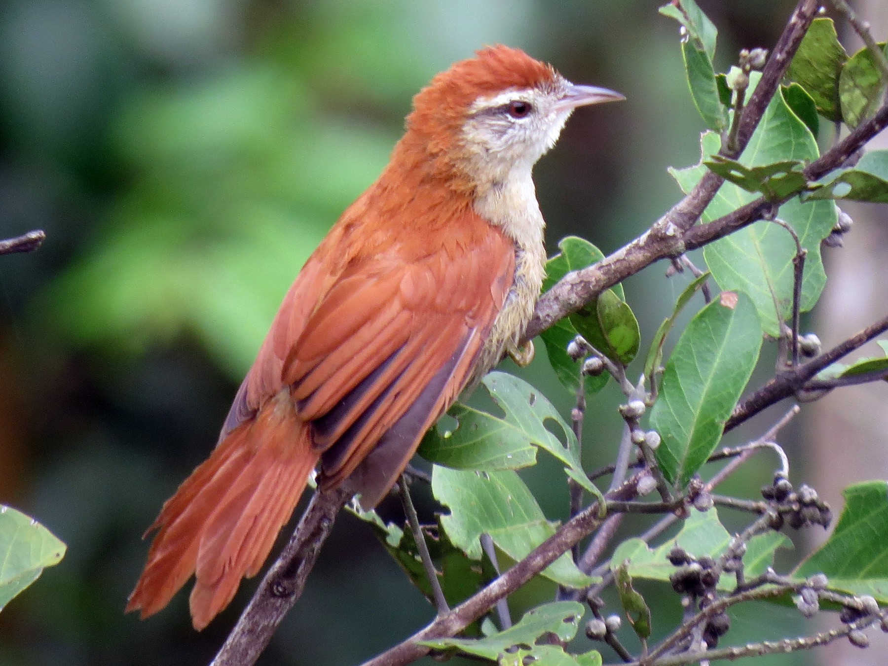 Rusty-backed Spinetail - eBird