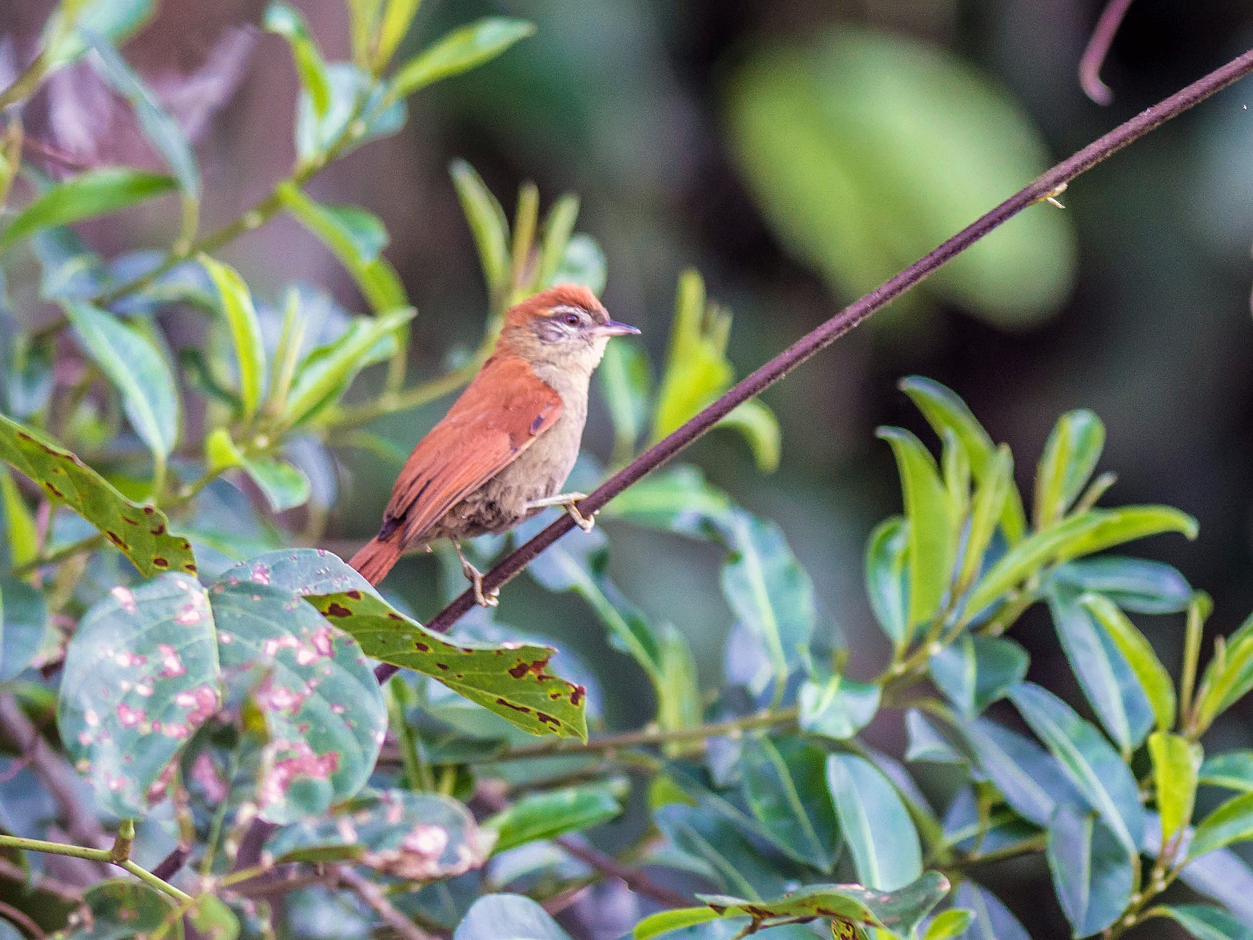 Rusty-backed Spinetail - eBird