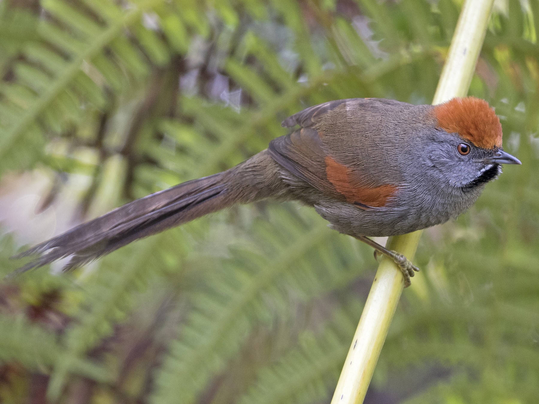 Spix's Spinetail - eBird