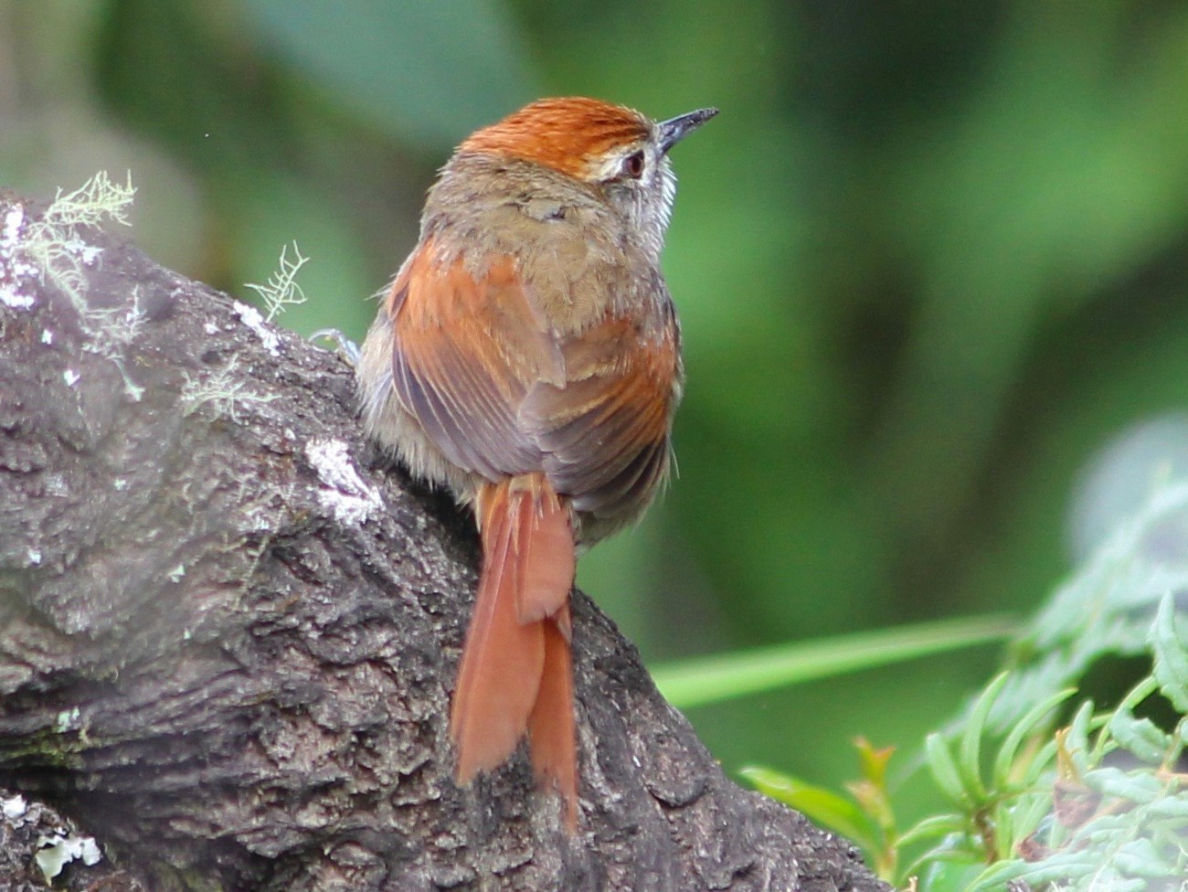 Sooty-fronted Spinetail - eBird