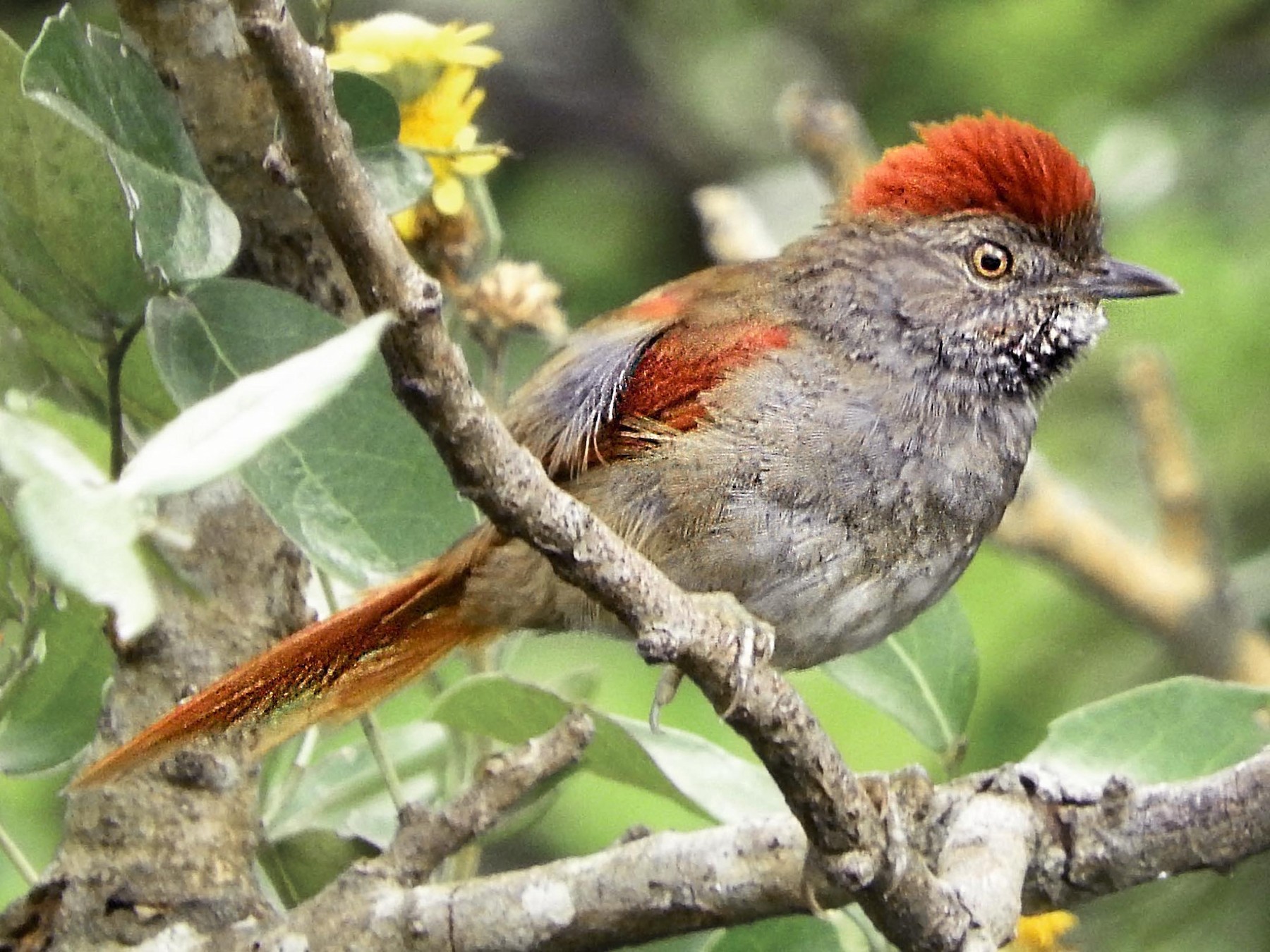 Pijuí frentigrís - eBird