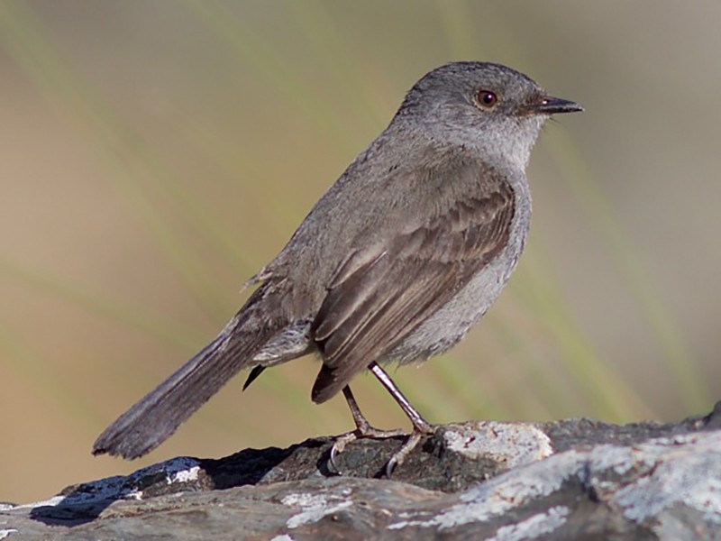 Piojito Gris - eBird
