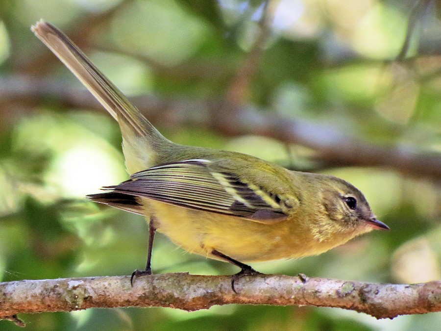 Greenish Tyrannulet - eBird