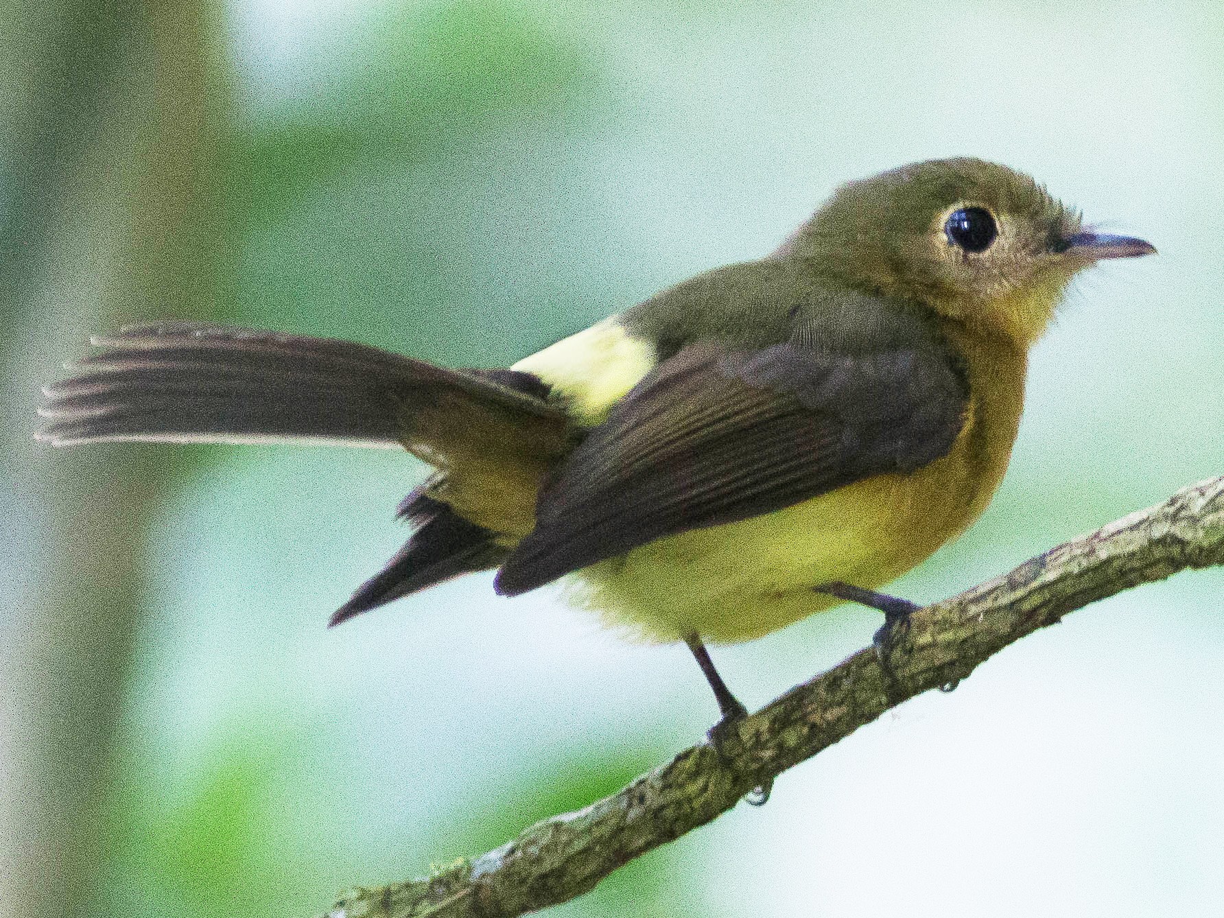 Whiskered Flycatcher - eBird