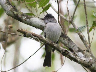 Sibilant Sirystes - eBird