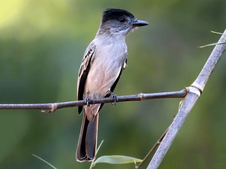 Sibilant Sirystes - eBird