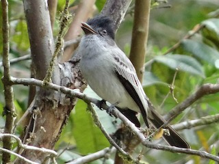 Sibilant Sirystes - eBird
