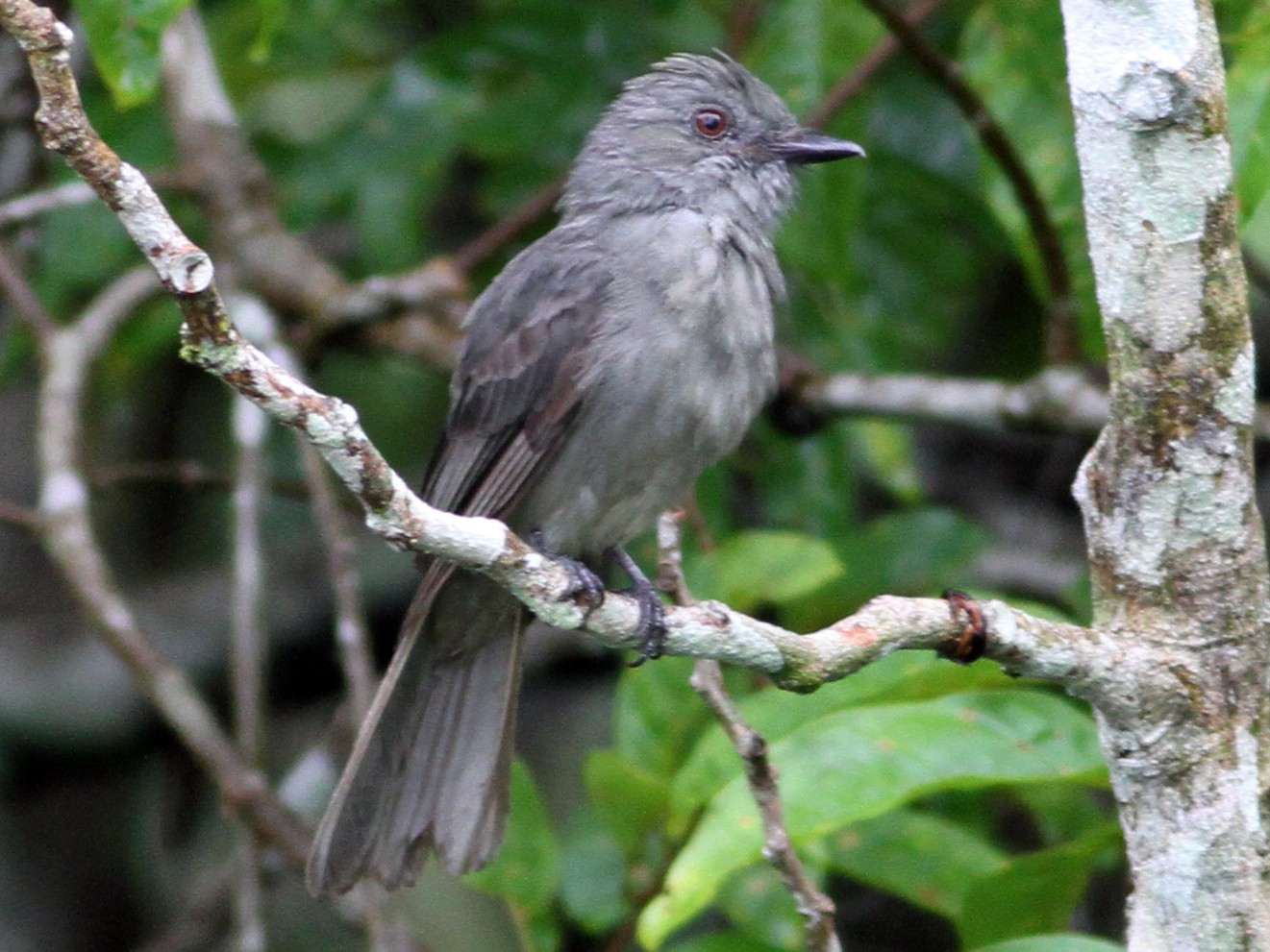 Greyish Mourner - eBird