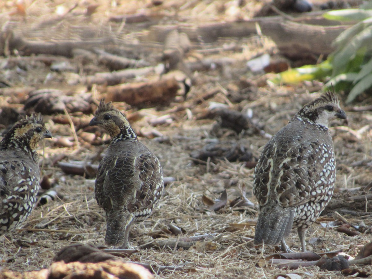 ML96443401 - Crested Bobwhite - Macaulay Library