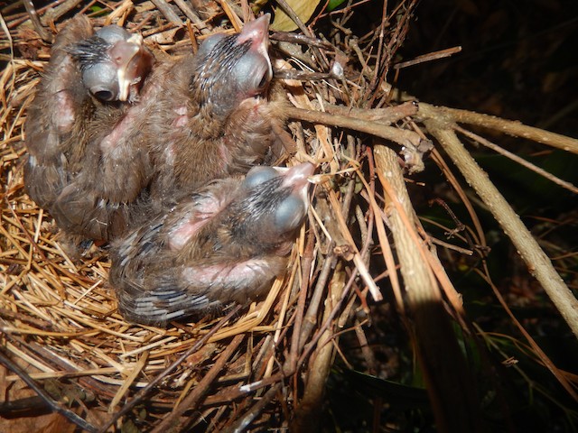 Fledgling Cardinal