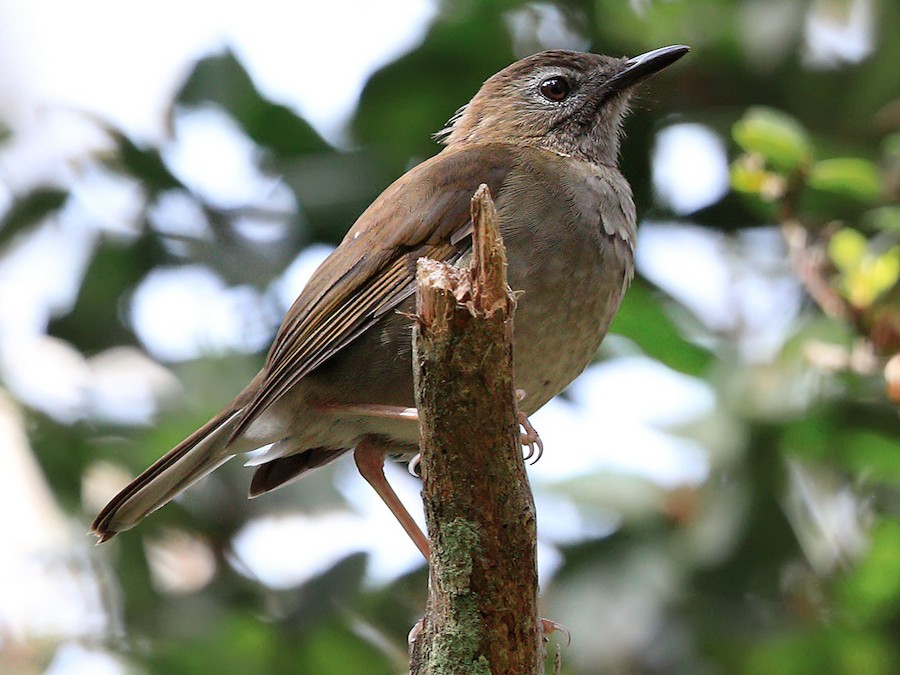 Puaiohi - eBird