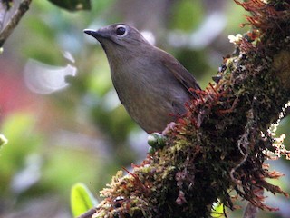 Puaiohi - eBird