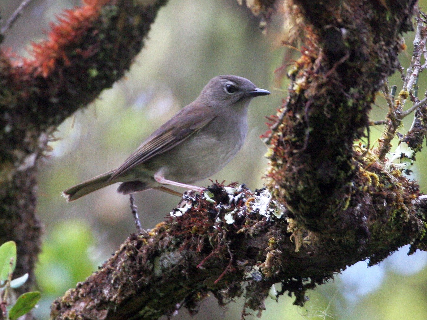 Puaiohi - eBird