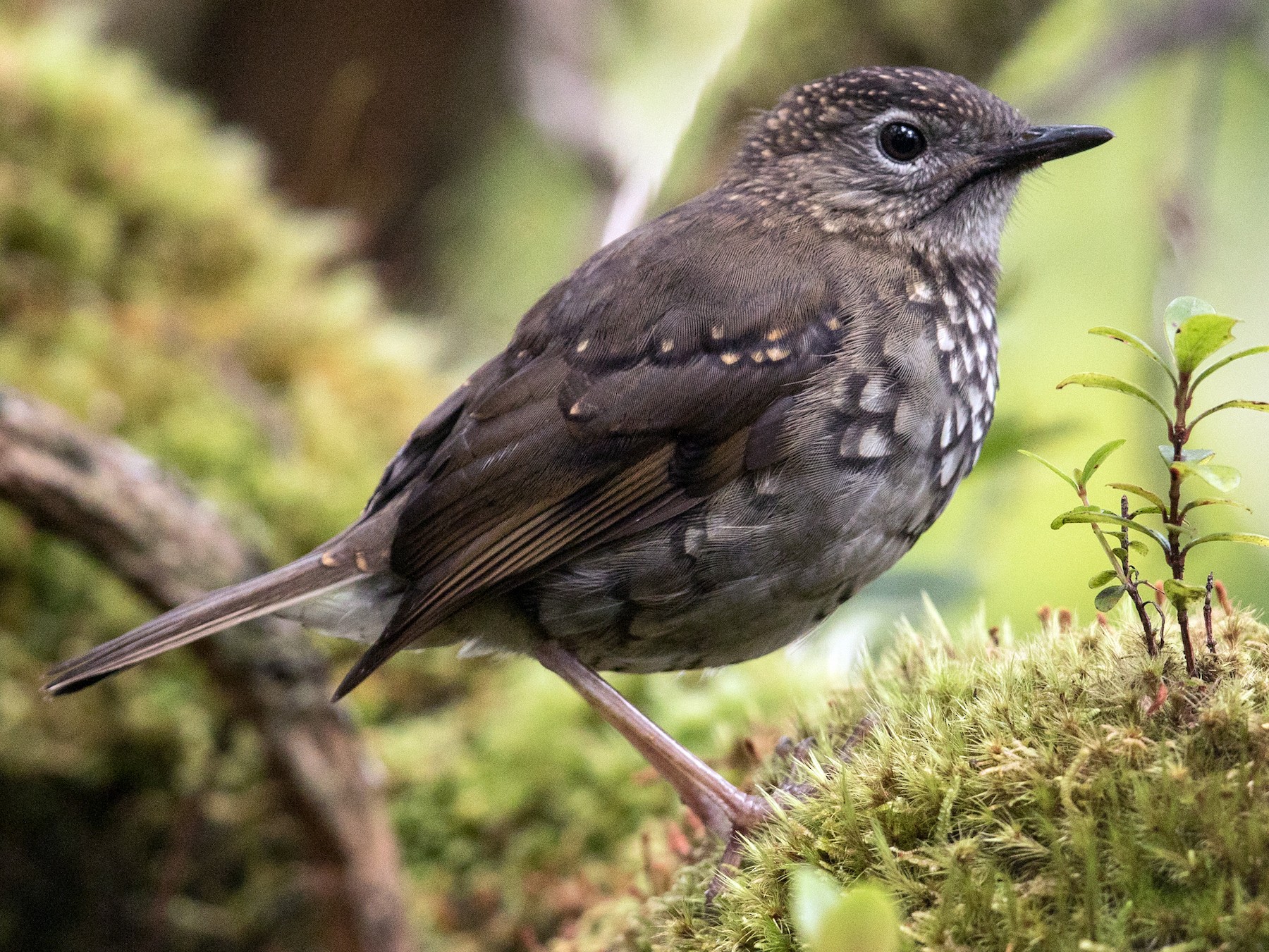 Puaiohi - eBird