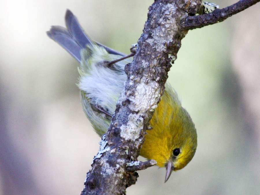 Maui Alauahio - eBird