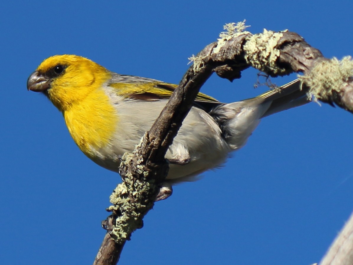 Palila - eBird