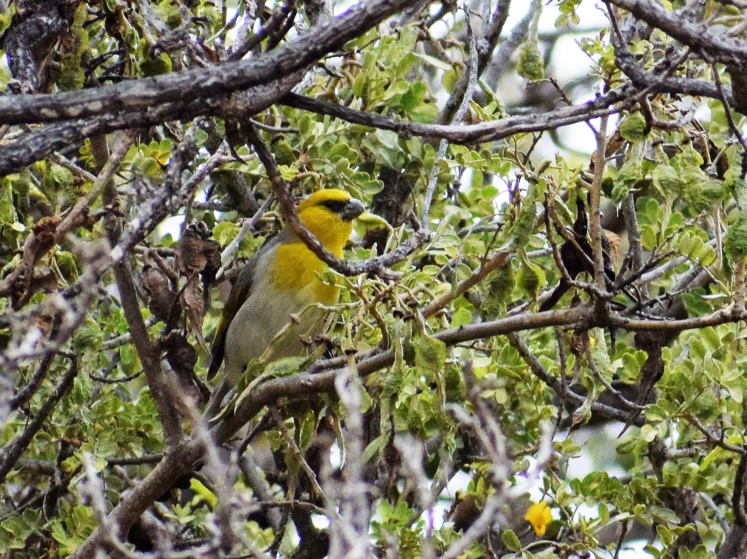 Palila - eBird