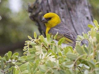 Palila - eBird