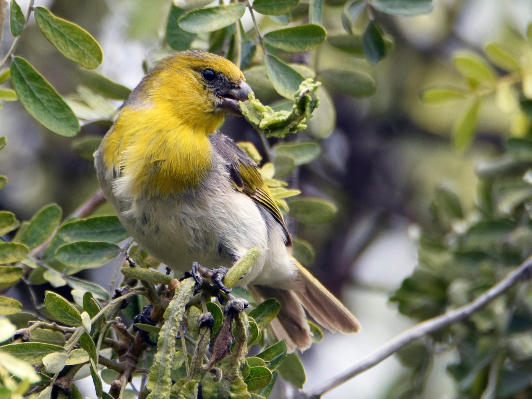 Palila - eBird
