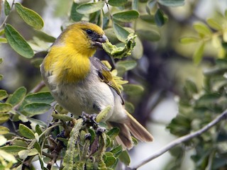 Palila - eBird
