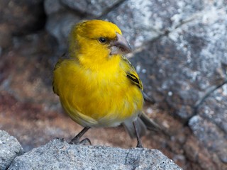 Nihoa Finch - eBird