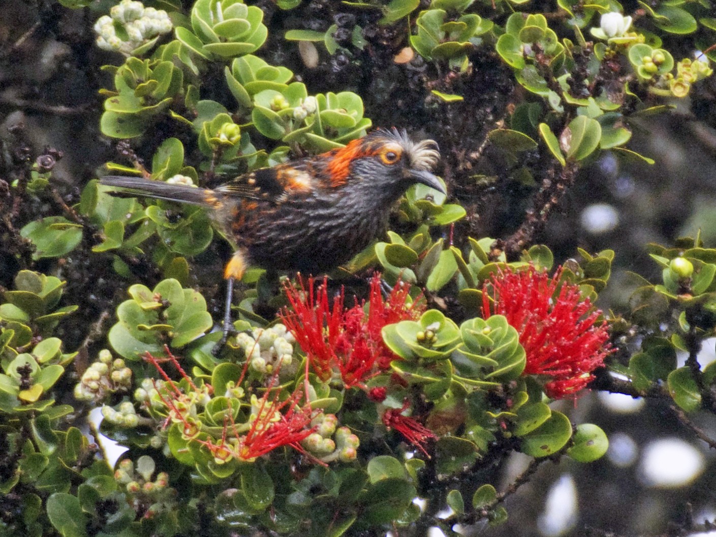 Akohekohe - eBird