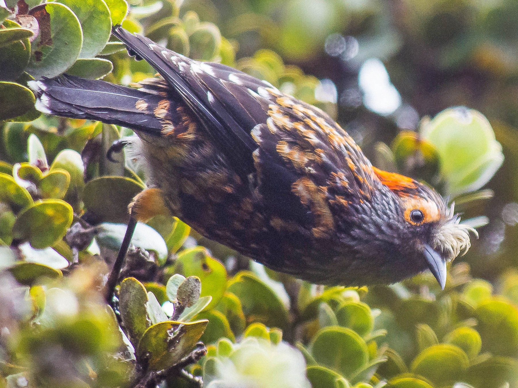 Akohekohe - eBird