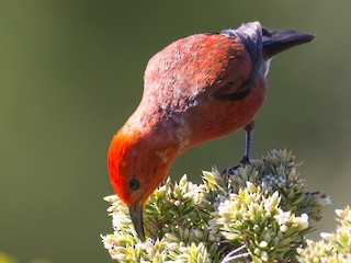 Apapane - eBird